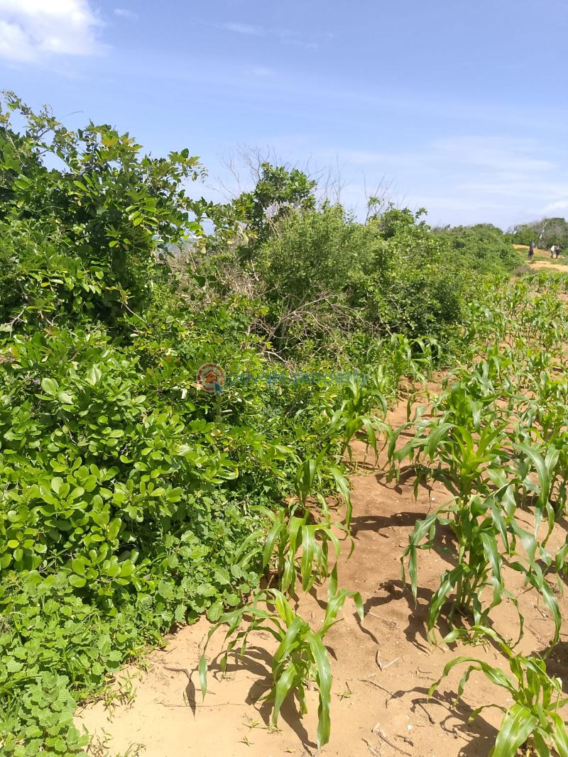 Land For Sale Chumani Beach Tezo Kilifi (PID: 4PAPGG) | Private Property